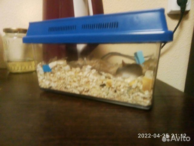 Продам декоративную мышку