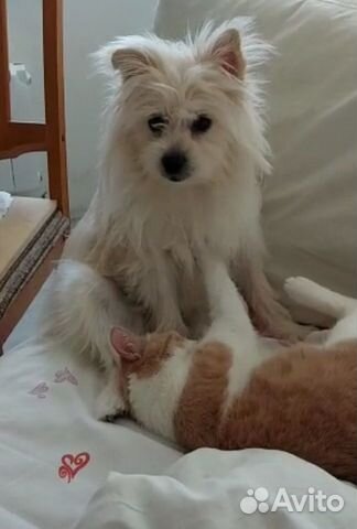 Щенок 11 мес в дар