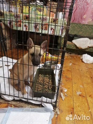 Бельгийская овчарка помесь щенки