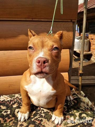 Американ Булли