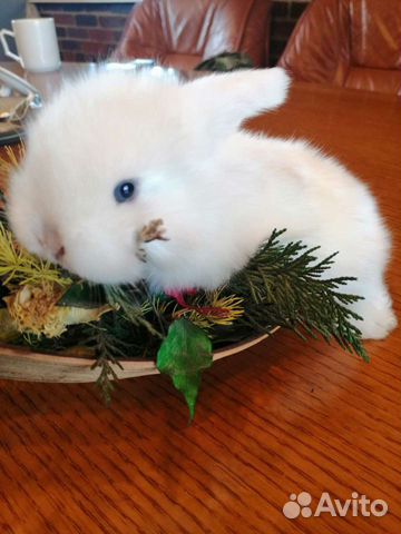 Кролик минилопик. Вислоушки