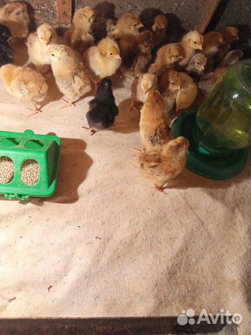 Цыплята мясо яичного направления.Вывод 24 апреля