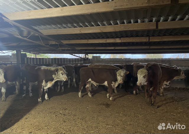 Продаются быки казахские белоголовые