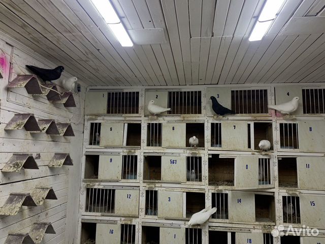Продажа бакинских голубей