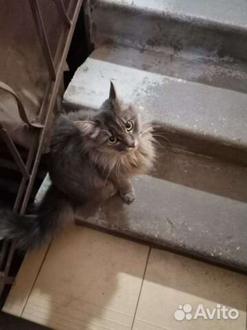 Найдена кошка