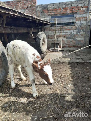 Теленок