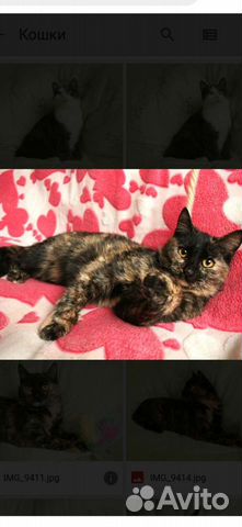 Кошечка Душечка черепаховая