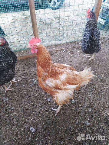 Куры несушки продам