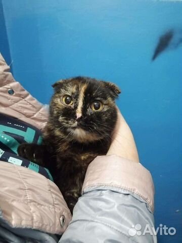 Кошка