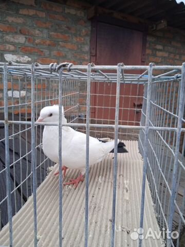 Продажа голубей