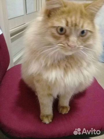 Кот в добрые руки