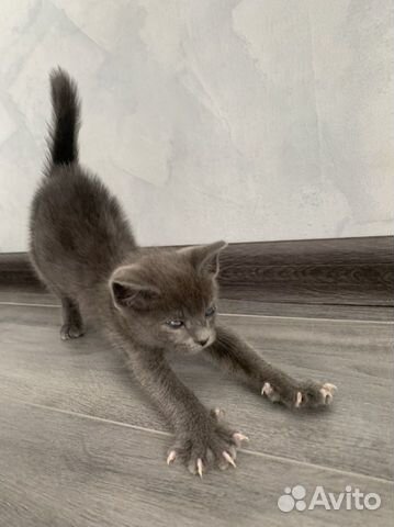 Котенок
