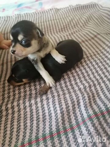 Мини той-терьер