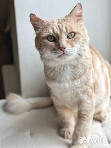 Кот