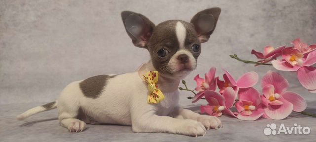 Лиловые мальчишечки