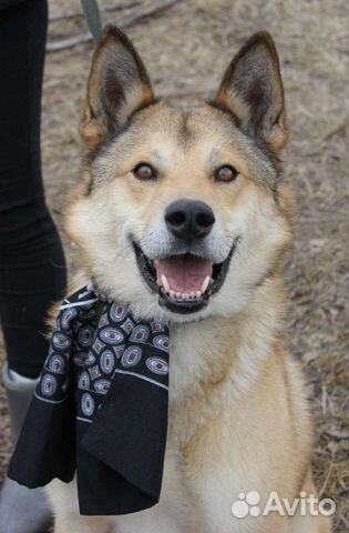 Молодой песик очень ищет дом