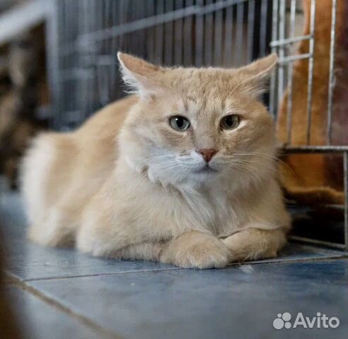 Рыжий котик на счастье