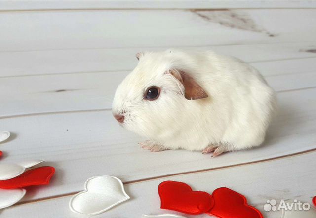 Морская свинка. Мальчик