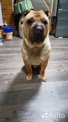 Собака шарпей