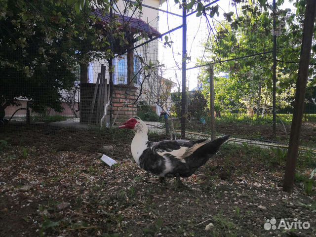 Индоутка мускусная утка