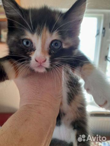 Яркие трёхцветные девочки