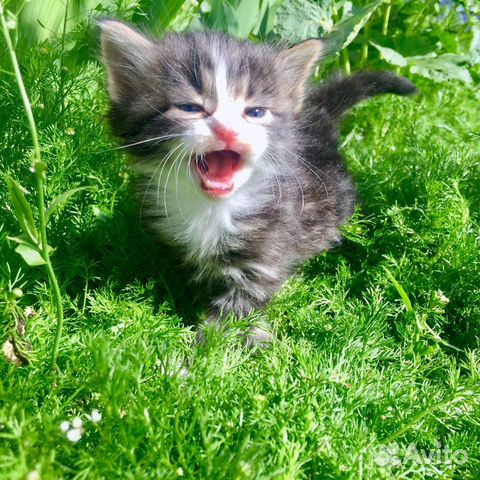 Котята в добрые руки