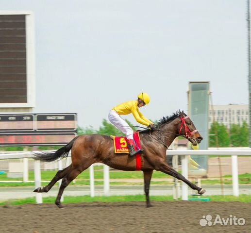 Жеребец 2017 гр