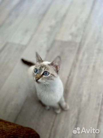 Тайская серая кошка