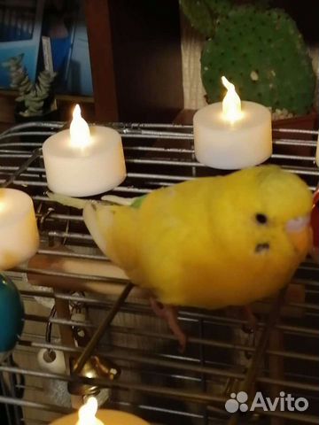 Улетел попугайчик