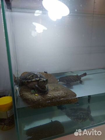 Красноухие черепахи с аквариумом