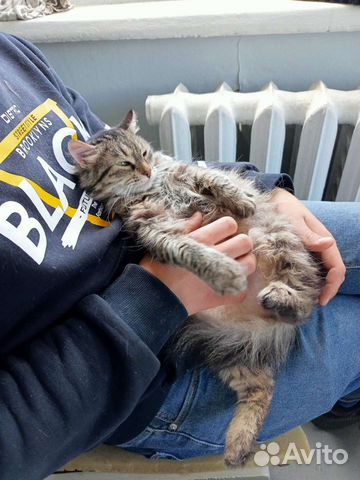 Очень ласковая кошка