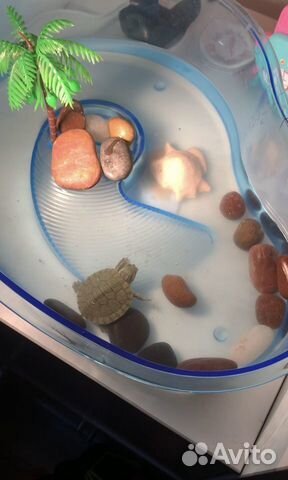 Черепашник мини