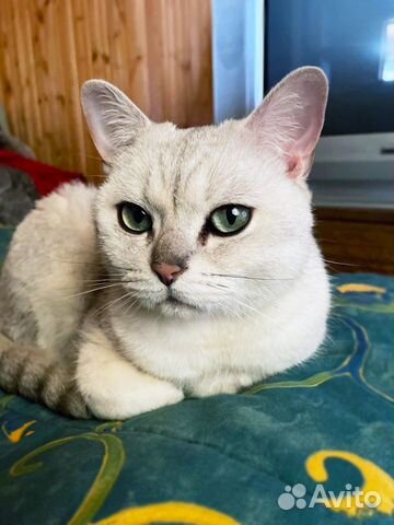 Кошки в добрые руки породистая