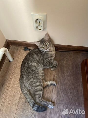 Кошка девочка 8 месяцев