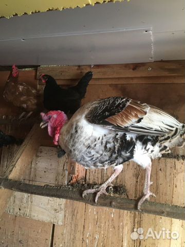 Индюки индюшки индейки