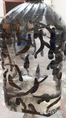 Продам пиявки сред крупн мелк