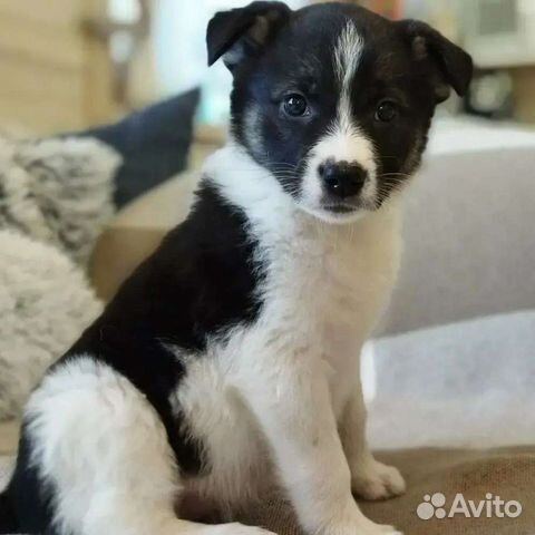 Добрые руки щенки