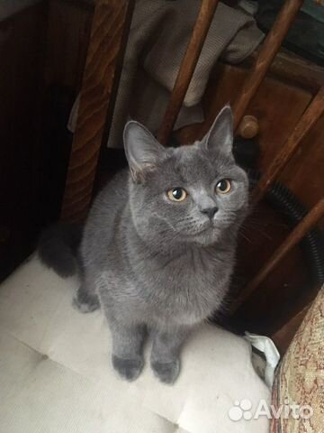 Кошка
