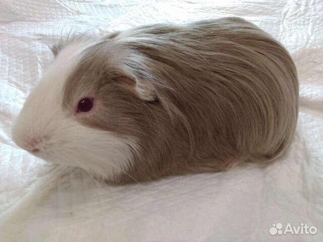 Морская свинка порода шелти бесплатно