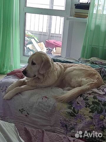 Золотистый ретривер в добрые руки
