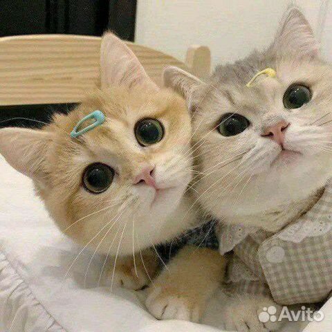 Котята сибирской кошки