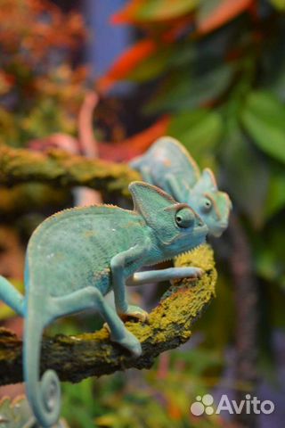 Йеменский хамелеон