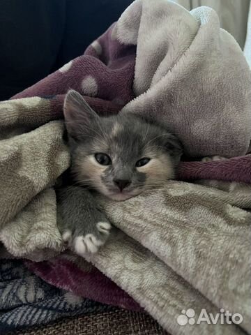 Котенок