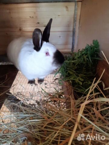 Калифорнийские кролики