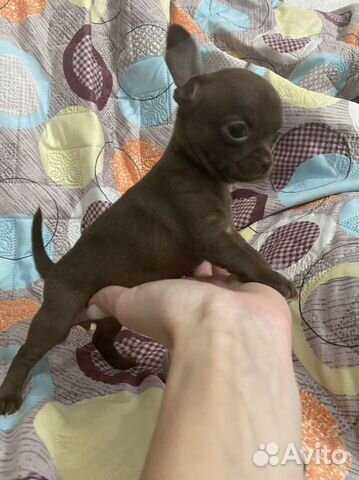 Шоколадка Документы РКФ