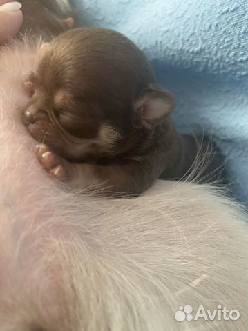 Микро девочка Документы РКФ