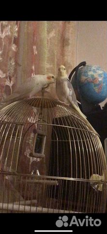 Попугай корелла с клеткой