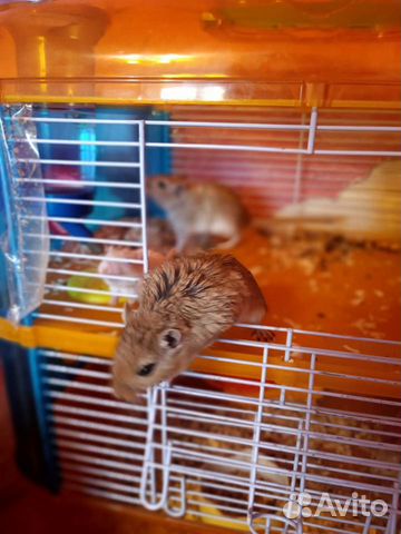 Монгольские песчанки