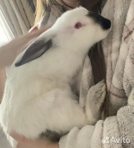 Калифорнийский кролик