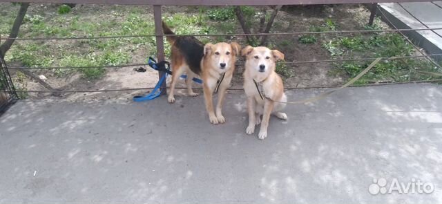 Щенок 10 мес